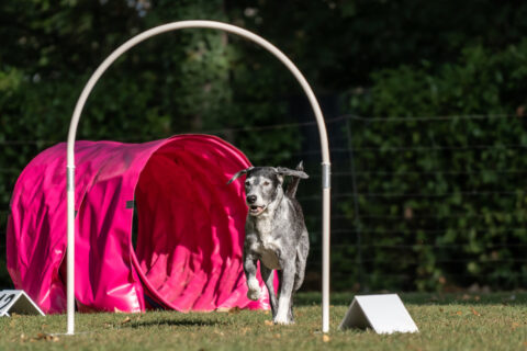 Overtired Puppy? Here's How To Tell If Your Puppy is Too Tired with 7 ...