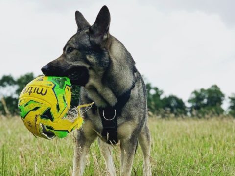 Perfect Fit Harness: How Perfect Are They Really? – An Honest Review ...