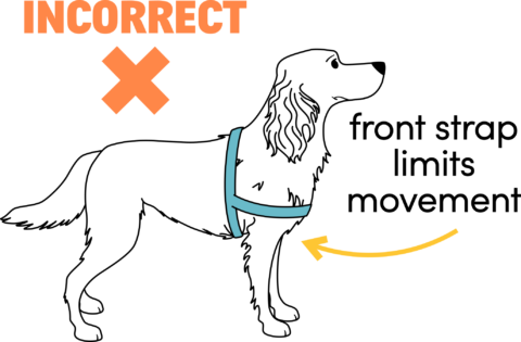How To Fit A Harness For Your Dog - Rebarkable