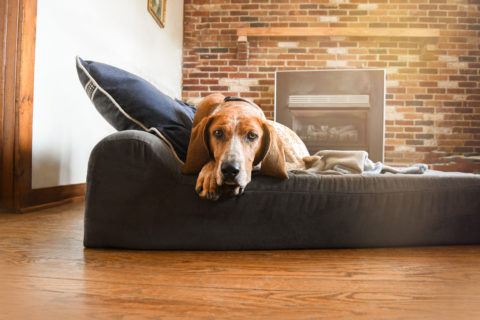 What to do when your dog destroys their bed - from a professional ...