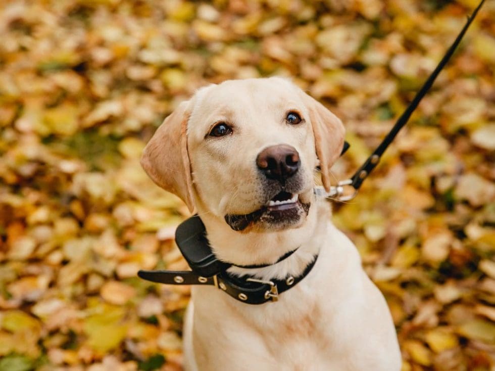E-Collars - Everything You Need To Know Before You Buy One - Rebarkable