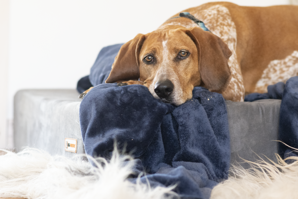 Understanding Growth Plates In Dogs: Keeping Their Bones Healthy And ...