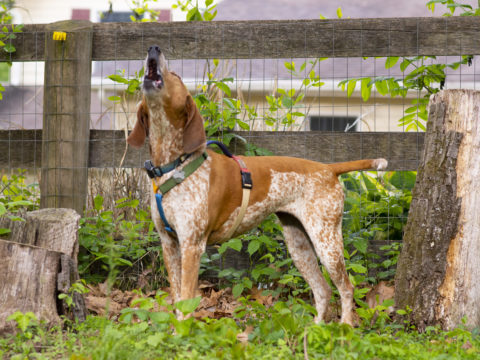 Coonhounds - Everything You Need To Know Before You Get One - Rebarkable