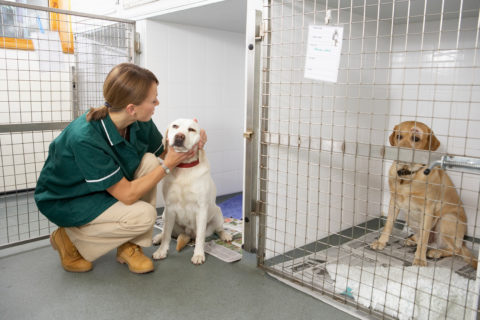 Neutering Your Dog: Everything You Need To Know - Rebarkable