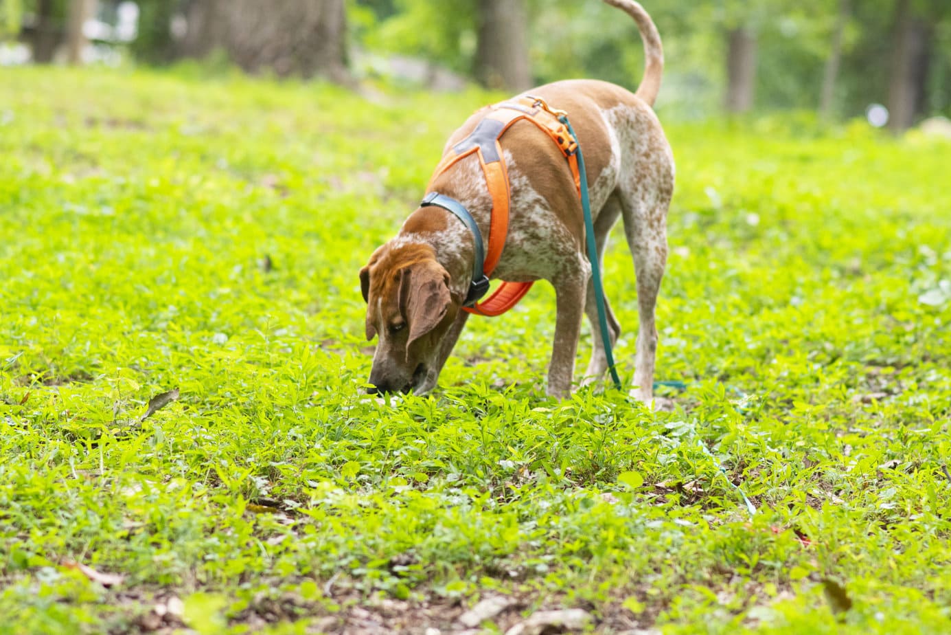 Decompression Activities From A Dog Trainer - Rebarkable