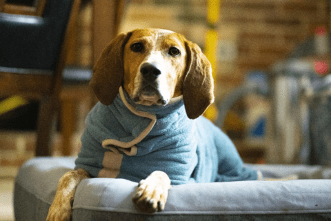 The Casper Dog Bed - An Honest Review - Rebarkable