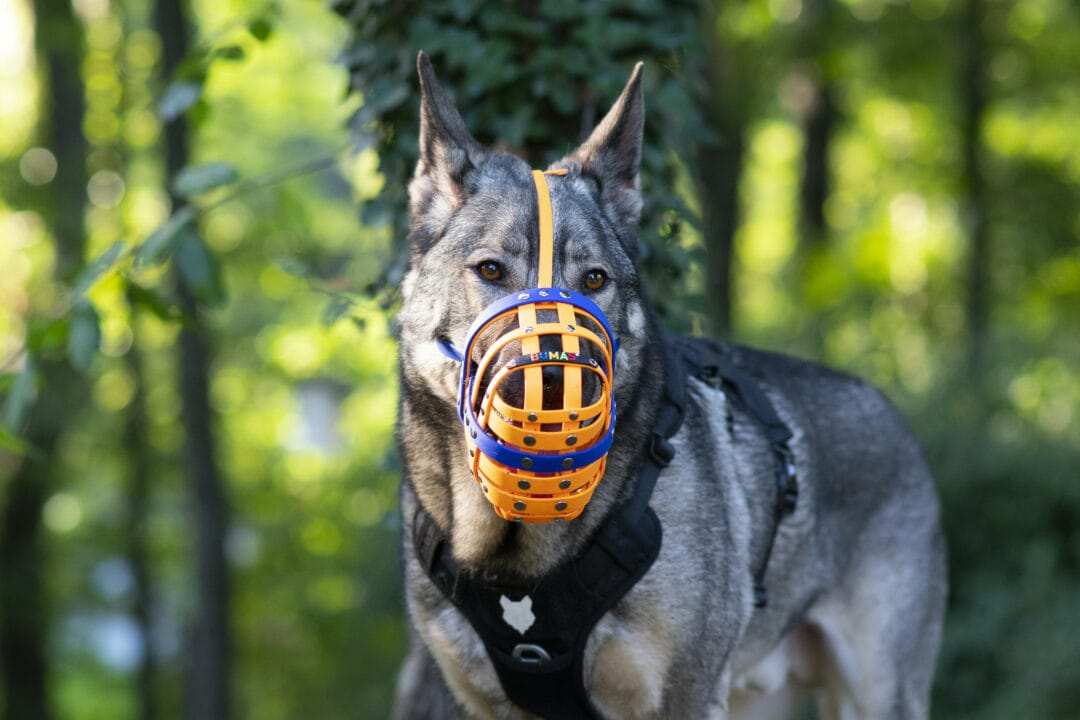 BUMAS Biothane Muzzle - An Honest Review - Rebarkable