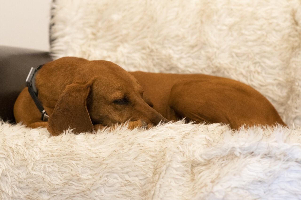 Paw.com PupProtector - An Honest Review - Rebarkable