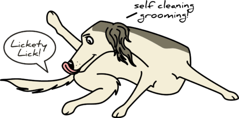 All About Displacement Behaviours In Dogs - Rebarkable