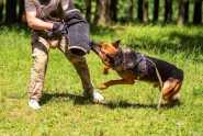 German Words For Dog Training Schutzhund Just Pawsome Pets