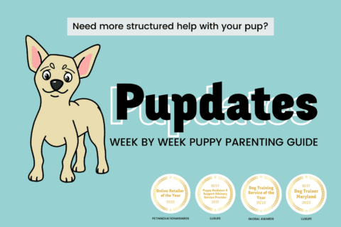 Overtired Puppy: What Is Overtiredness and 9 Ways To Help - Rebarkable