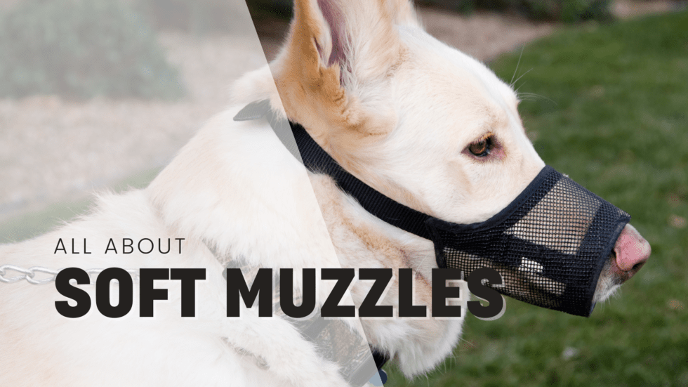 How To Fit A Muzzle For Your Dog - The Complete & Correct Way - Rebarkable