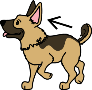 Ladder of Canine Aggression (Or Communication) - Rebarkable