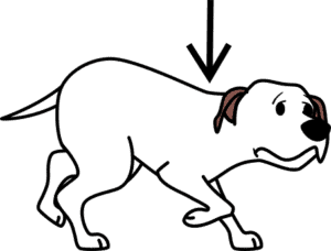 Ladder of Canine Aggression (Or Communication) - Rebarkable