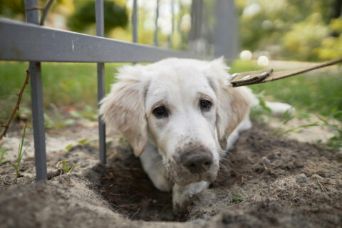 How To Manage A Dog Who Is An Escape Artist - Rebarkable