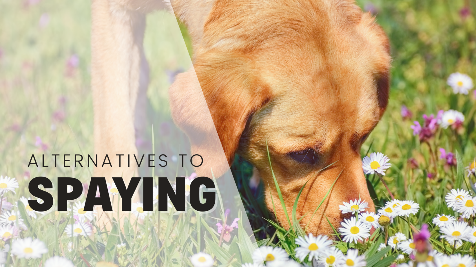 4 Spay Options For Female Dogs - Rebarkable