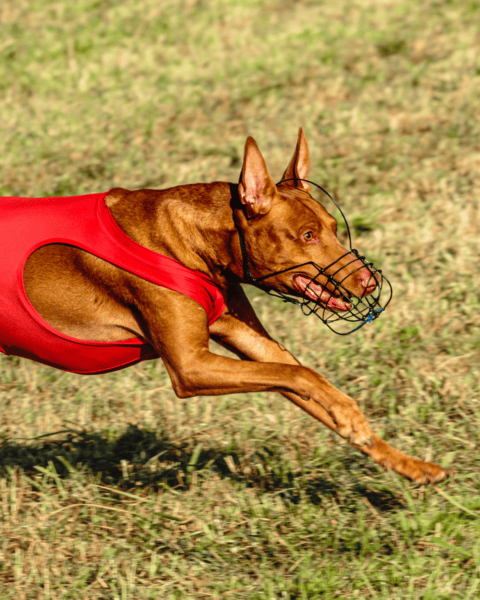 All the Sighthounds! Your guide to sighthound dog breeds - Rebarkable