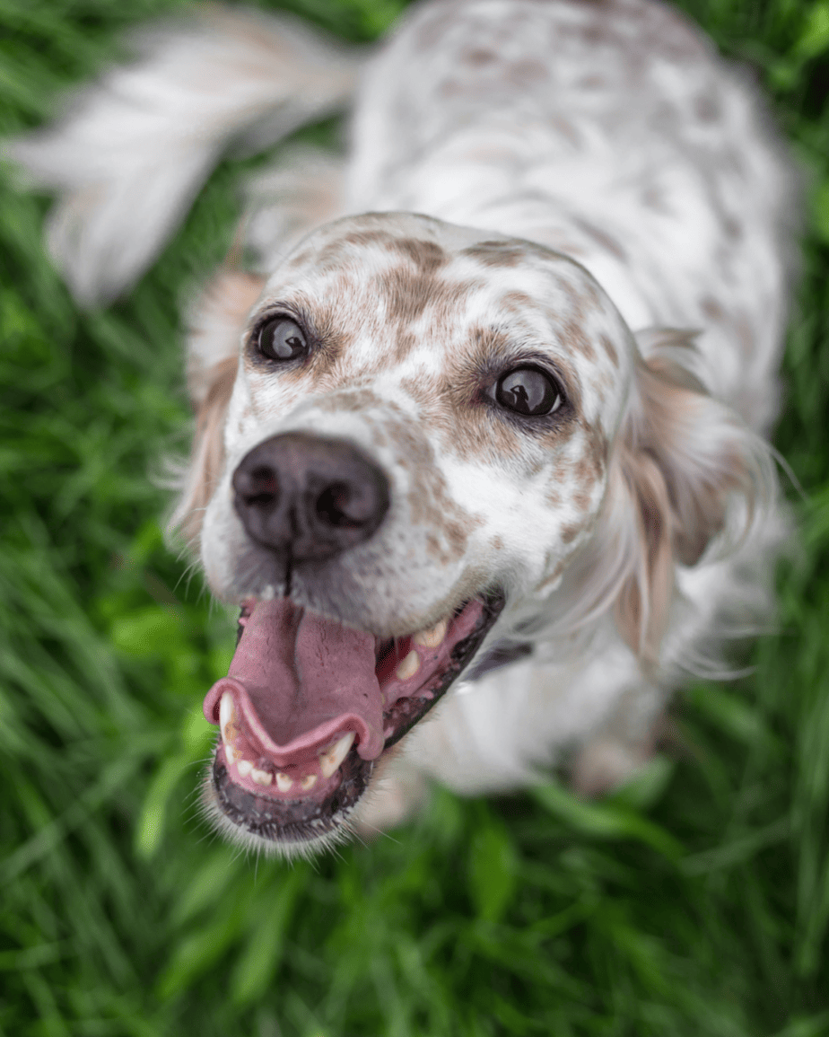 Bribery vs Positive Reinforcement in Dog Training - Rebarkable