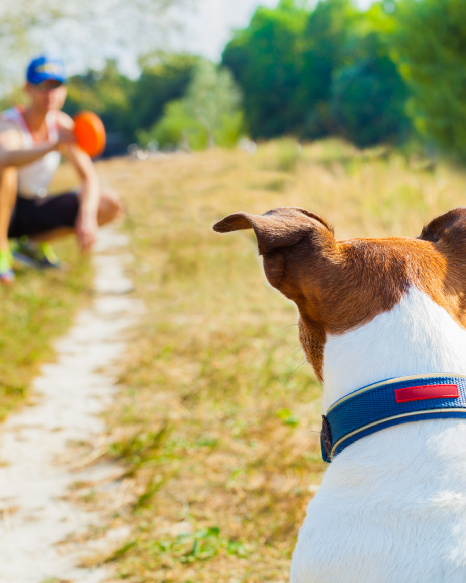 Bribery vs Positive Reinforcement in Dog Training - Rebarkable