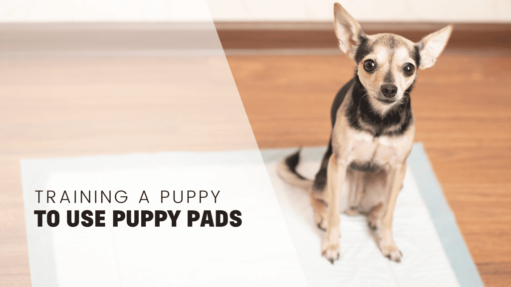 Tactipup Extreme Tactical Leash (Frog Clip) - An Honest Review - Rebarkable