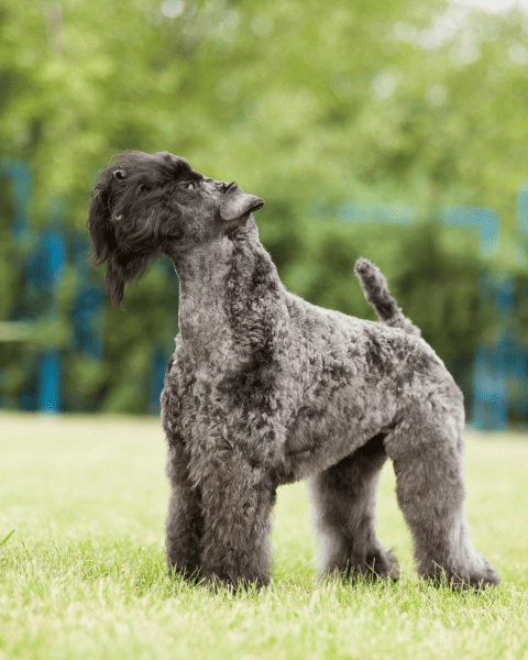 56 Gorgeous Gray Dog Breeds (With Pictures) - Rebarkable