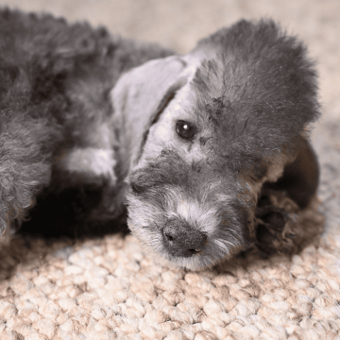 56 Gorgeous Gray Dog Breeds (With Pictures) - Rebarkable
