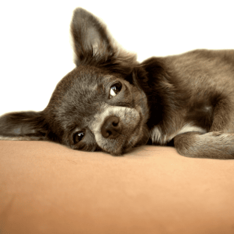 56 Gorgeous Gray Dog Breeds (With Pictures) - Rebarkable