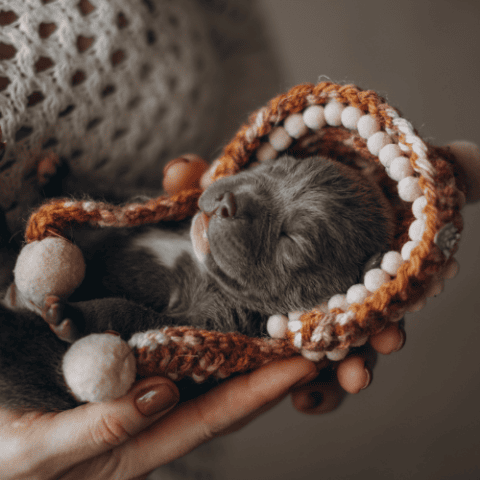 56 Gorgeous Gray Dog Breeds (With Pictures) - Rebarkable