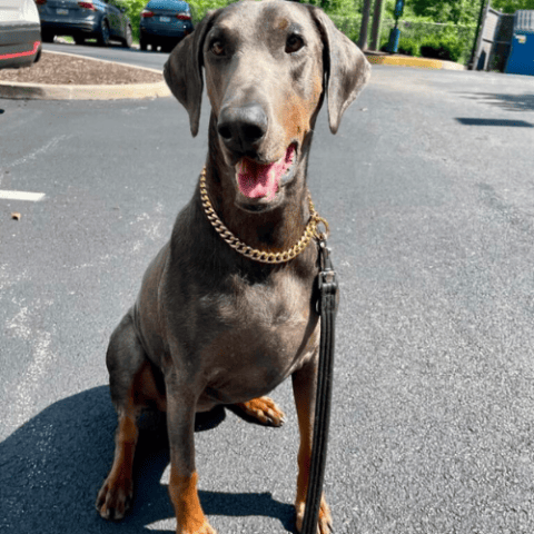 56 Gorgeous Gray Dog Breeds (With Pictures) - Rebarkable