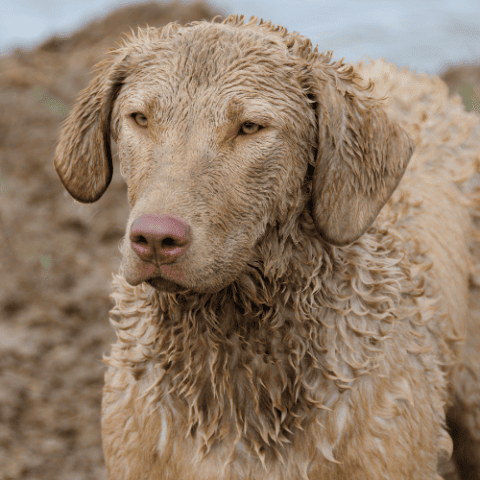 56 Gorgeous Gray Dog Breeds (With Pictures) - Rebarkable