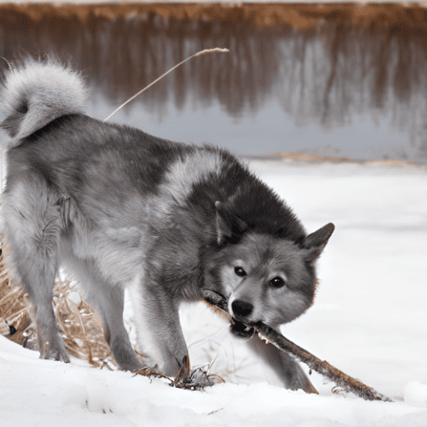 56 Gorgeous Gray Dog Breeds (With Pictures) - Rebarkable