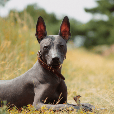 56 Gorgeous Gray Dog Breeds (With Pictures) - Rebarkable