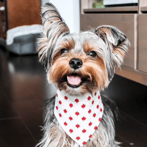 56 Gorgeous Gray Dog Breeds (With Pictures) - Rebarkable