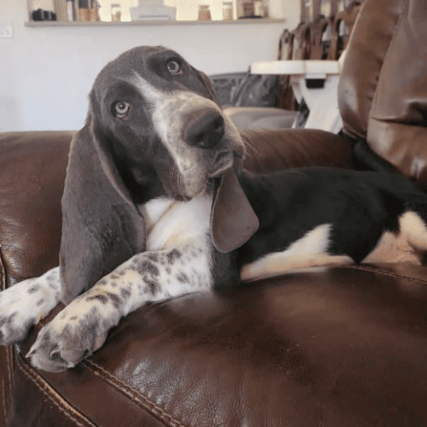 56 Gorgeous Gray Dog Breeds (With Pictures) - Rebarkable