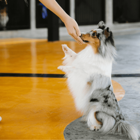 56 Gorgeous Gray Dog Breeds (With Pictures) - Rebarkable