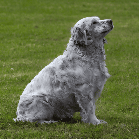 56 Gorgeous Gray Dog Breeds (With Pictures) - Rebarkable