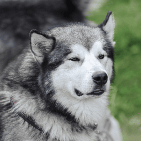 56 Gorgeous Gray Dog Breeds (With Pictures) - Rebarkable
