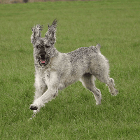 56 Gorgeous Gray Dog Breeds (With Pictures) - Rebarkable