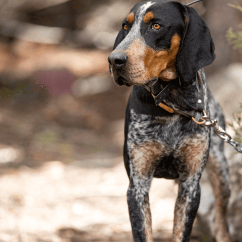 56 Gorgeous Gray Dog Breeds (With Pictures) - Rebarkable