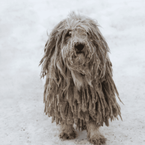 56 Gorgeous Gray Dog Breeds (With Pictures) - Rebarkable